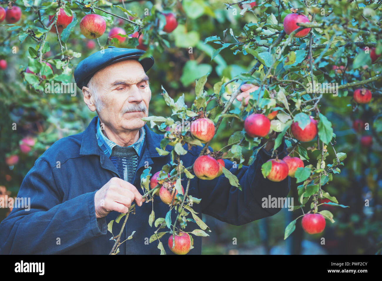 Old man harvesting apples in the orchard Stock Photo - Alamy