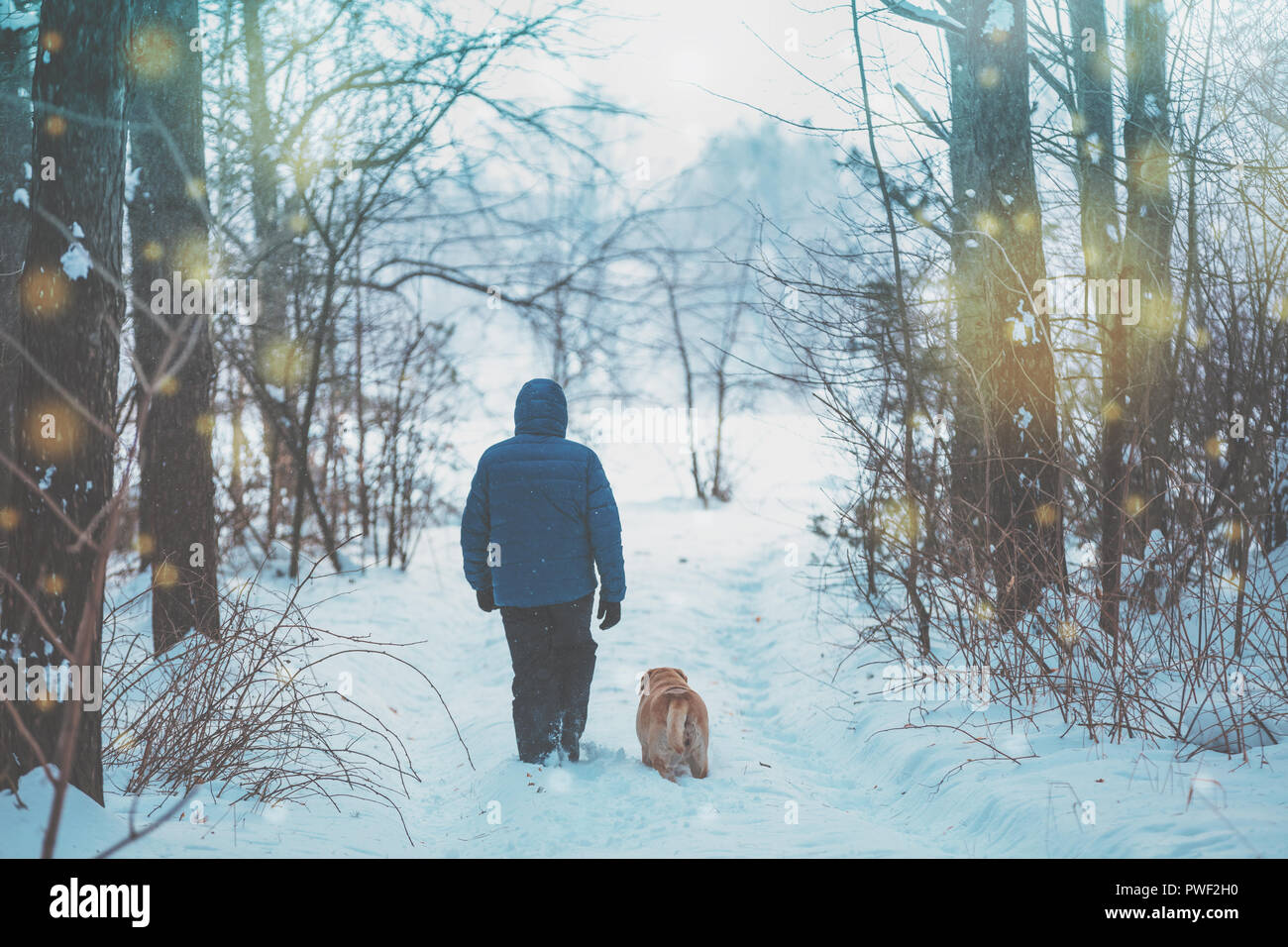Man walking yellow labrador dog hi-res stock photography and images - Alamy