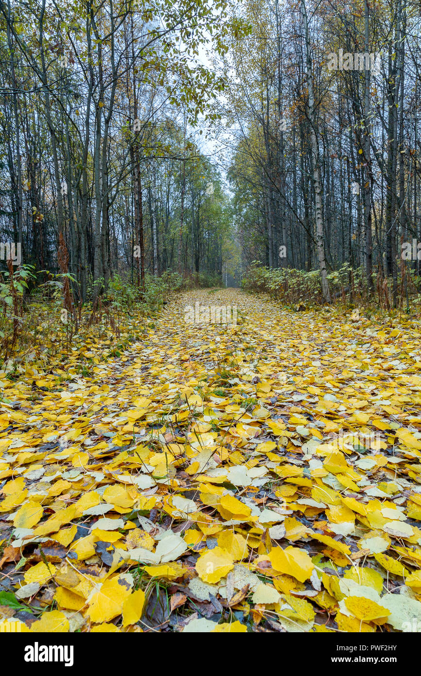 Asp Tree High Resolution Stock Photography and Images - Alamy