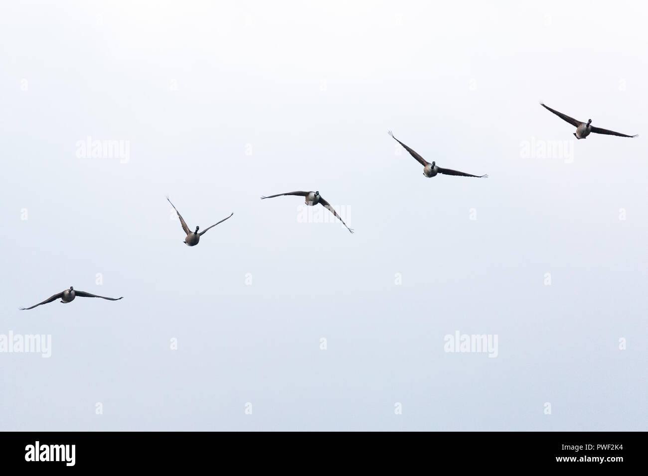 Five Geese Flying side by side Stock Photo - Alamy