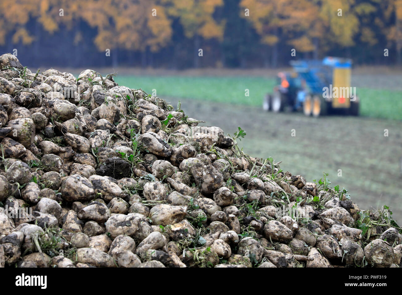 Sugar beet farmer hi-res stock photography and images - Alamy