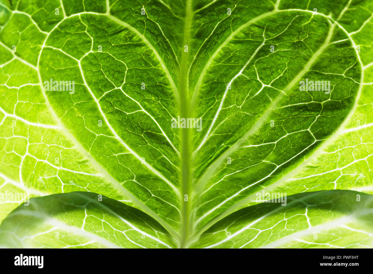 Fresh Green Cabbage Leaf with heart shape texture background Stock ...
