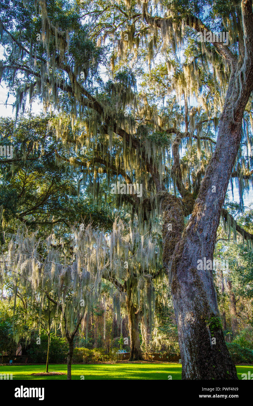 Spanish Moss in Trees in sunny park with green grass Stock Photo - Alamy
