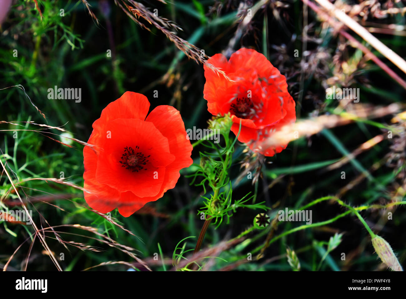 In flanders fields hi-res stock photography and images - Alamy