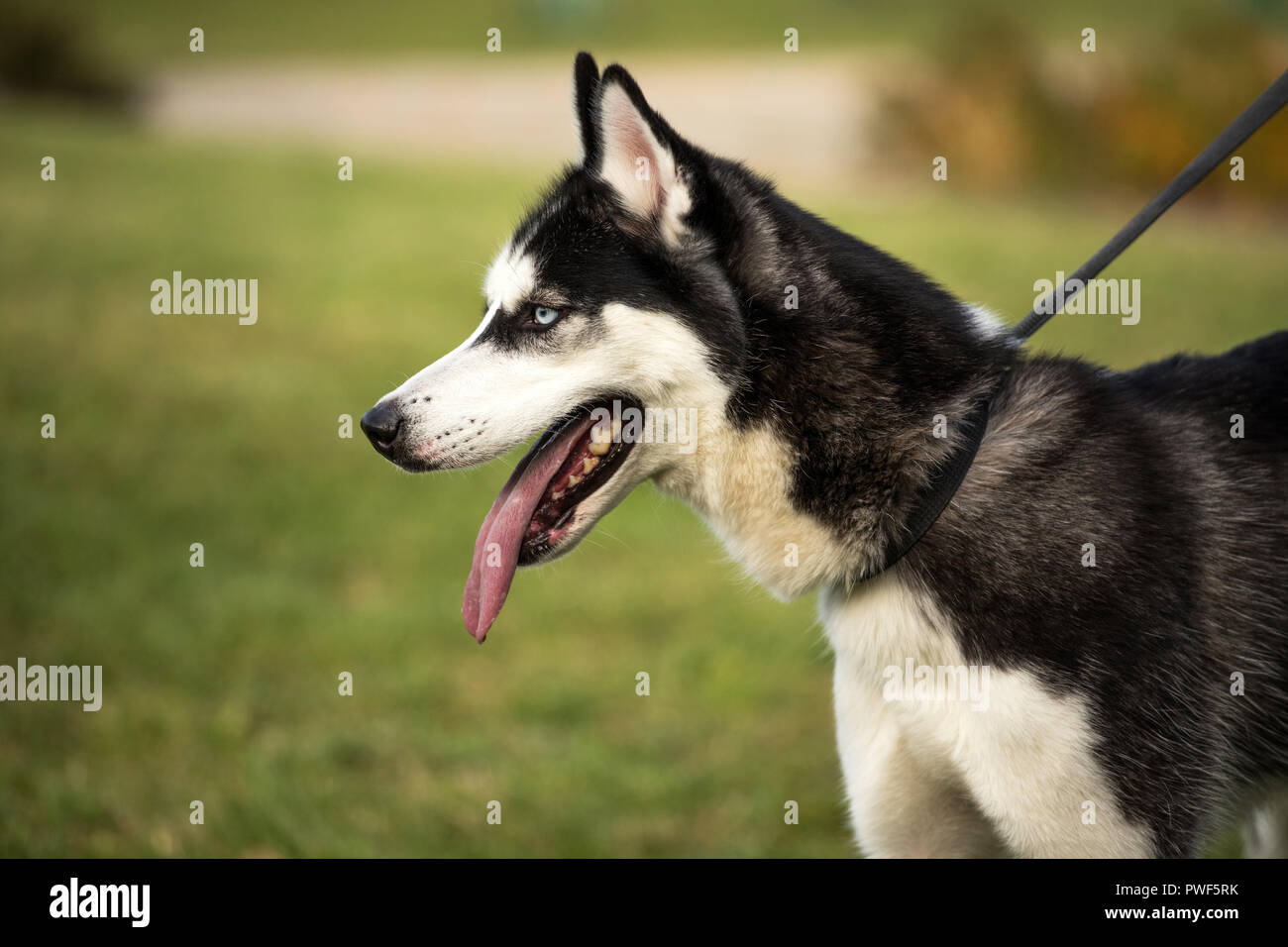siberian husky dog Stock Photo - Alamy