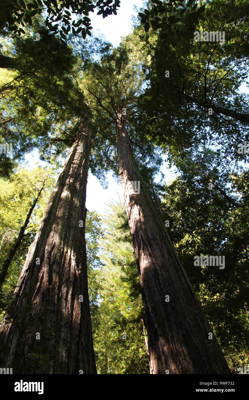 Looking up into the canopy of giant Redwood trees at Big Basin Redwoods ...