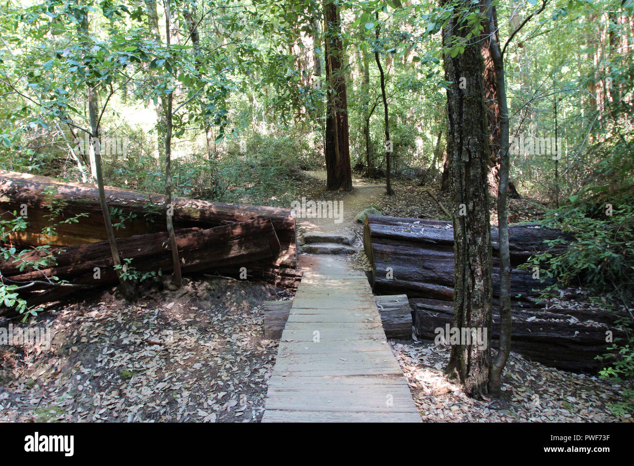 Walking along the Redwood Trail that passes through a fallen Redwood ...