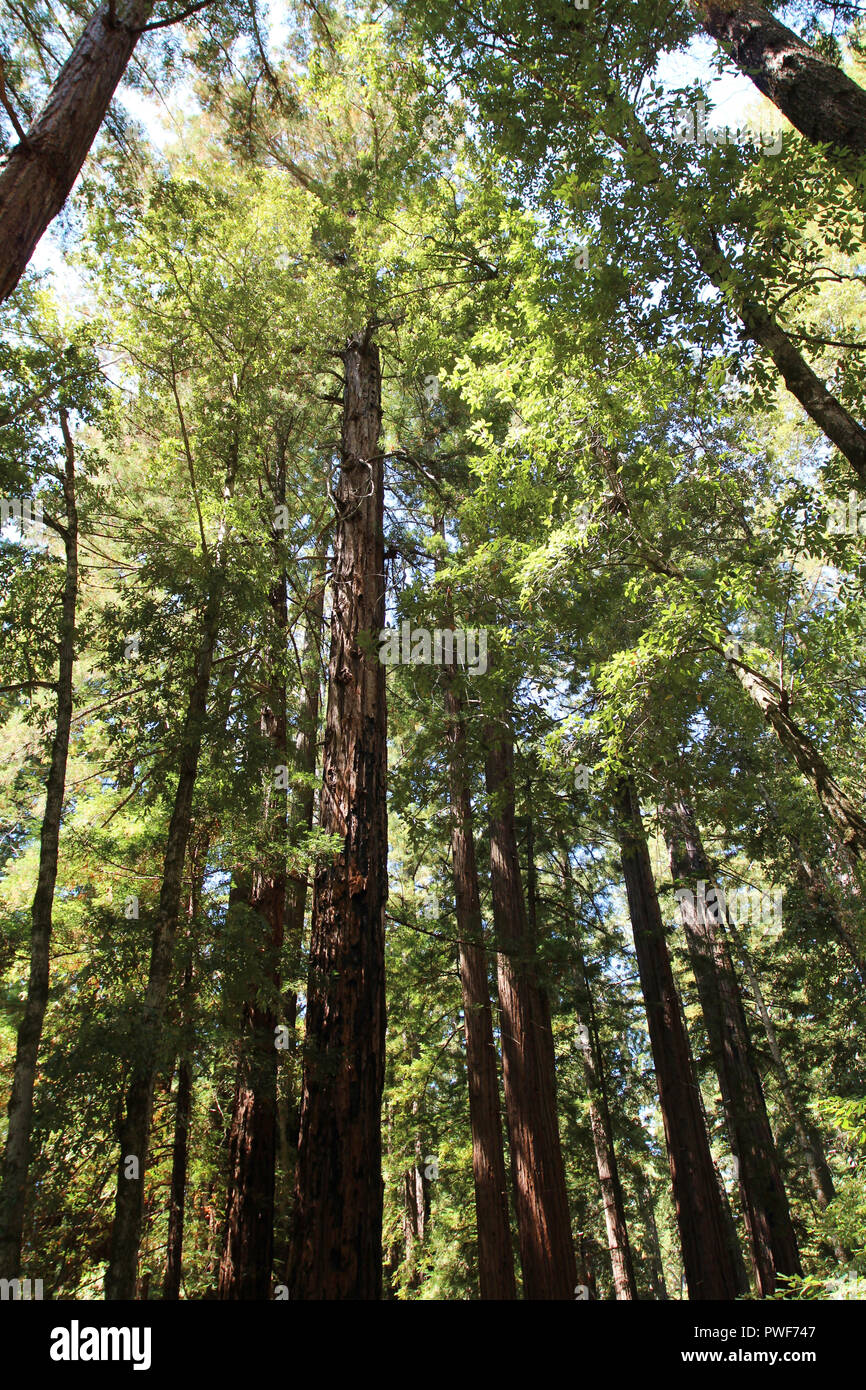 Looking up into the canopy of giant Redwood trees at Big Basin Redwoods ...