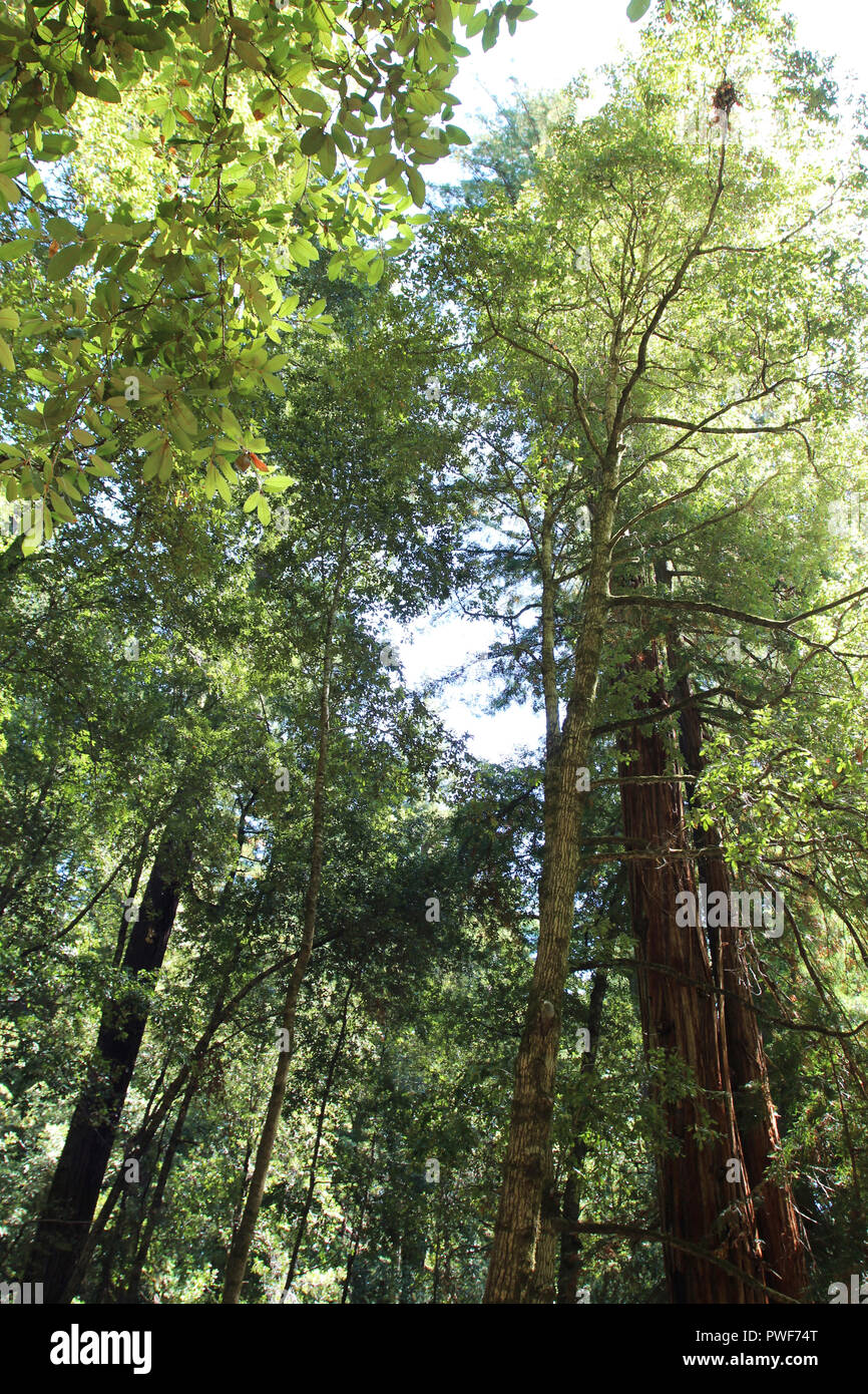 Big Basin Redwoods State Park High Resolution Stock Photography and ...