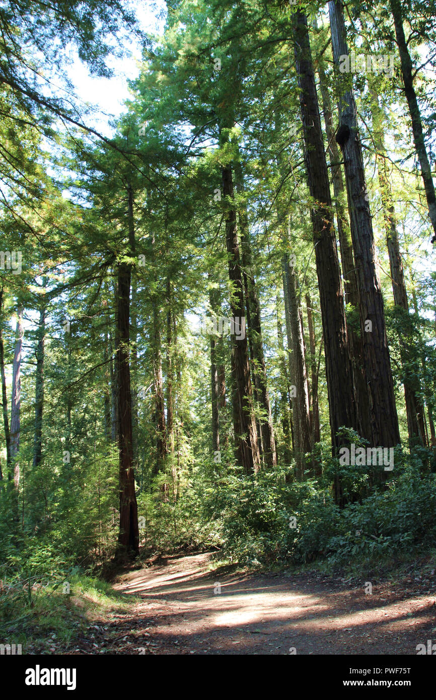 Walking along the Redwood Trail amongst Redwood trees at Big Basin ...