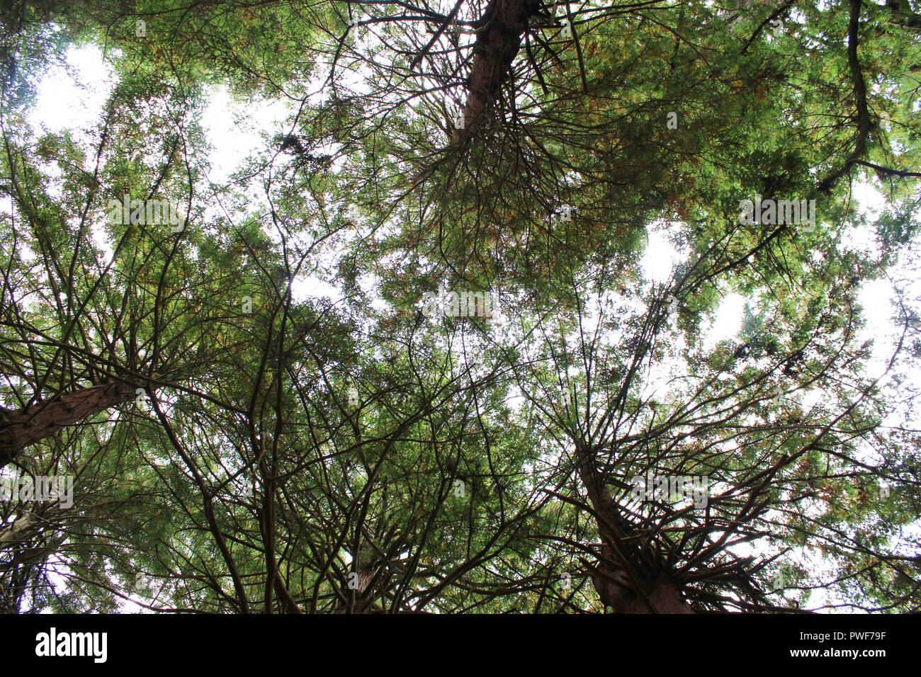Looking upward through the canopy of Redwood trees in San Francisco ...