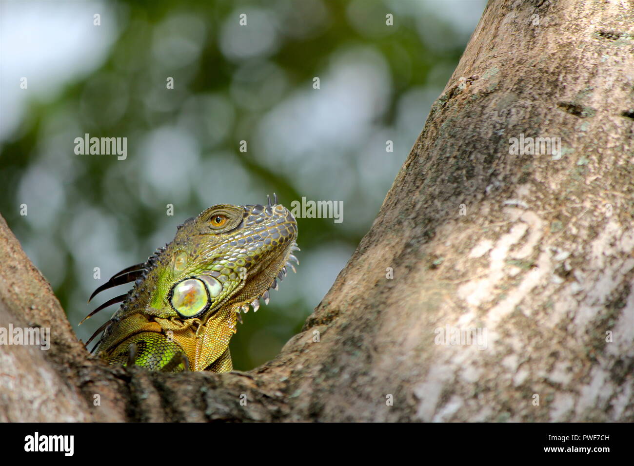green iguan in Florida Stock Photo - Alamy