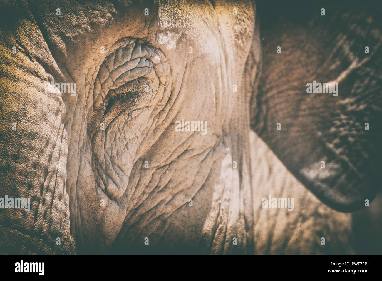 Elephant head close up, old film style Stock Photo - Alamy