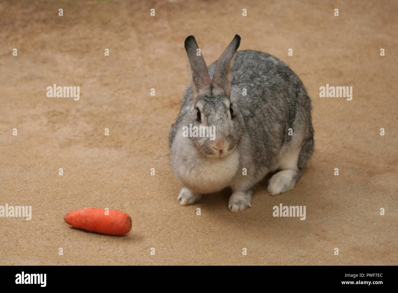 Rabbit and a carrot on brown background Stock Photo - Alamy