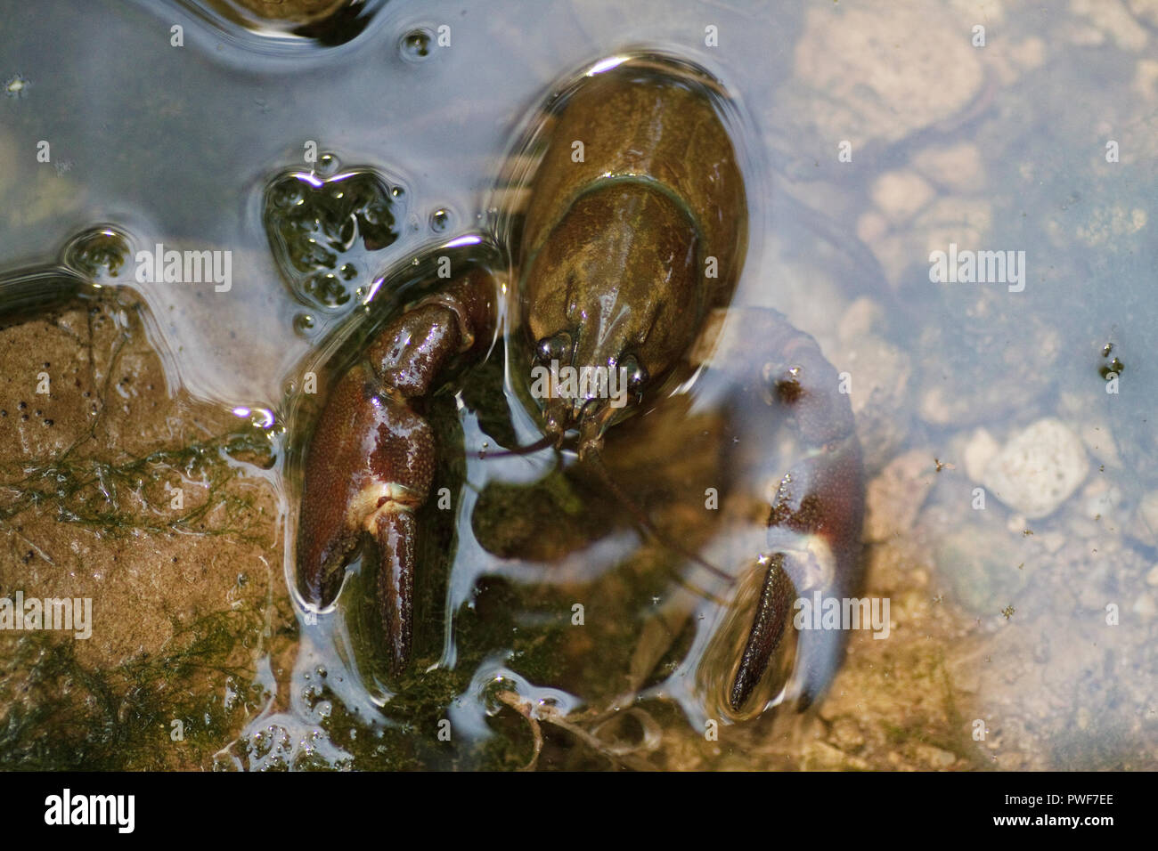 American signal crayfish hi-res stock photography and images - Alamy