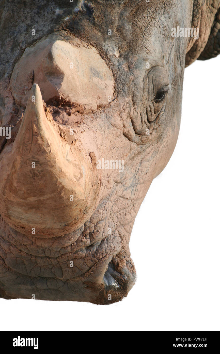 Rhino head close up isolated on white Stock Photo - Alamy