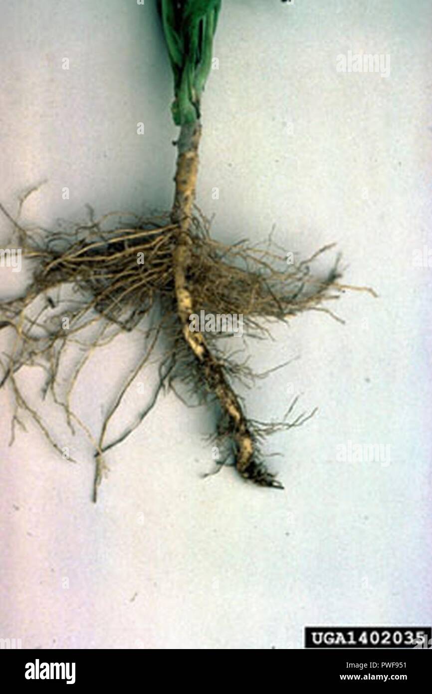Brown root rot Stock Photo - Alamy