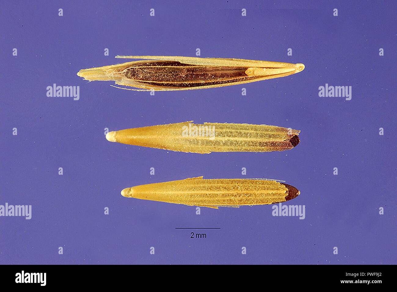 Bromus tectorum seeds 1 Stock Photo - Alamy