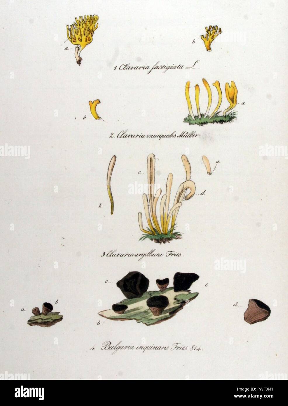 Bulgaria inquinans — Flora Batava — Volume v11 Stock Photo - Alamy