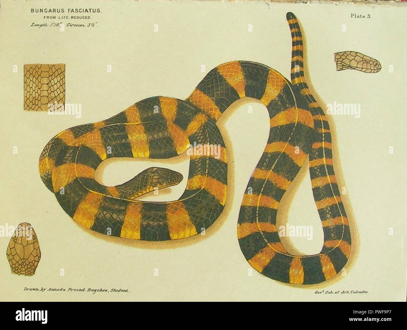 Bungarus Stock Photos & Bungarus Stock Images - Alamy
