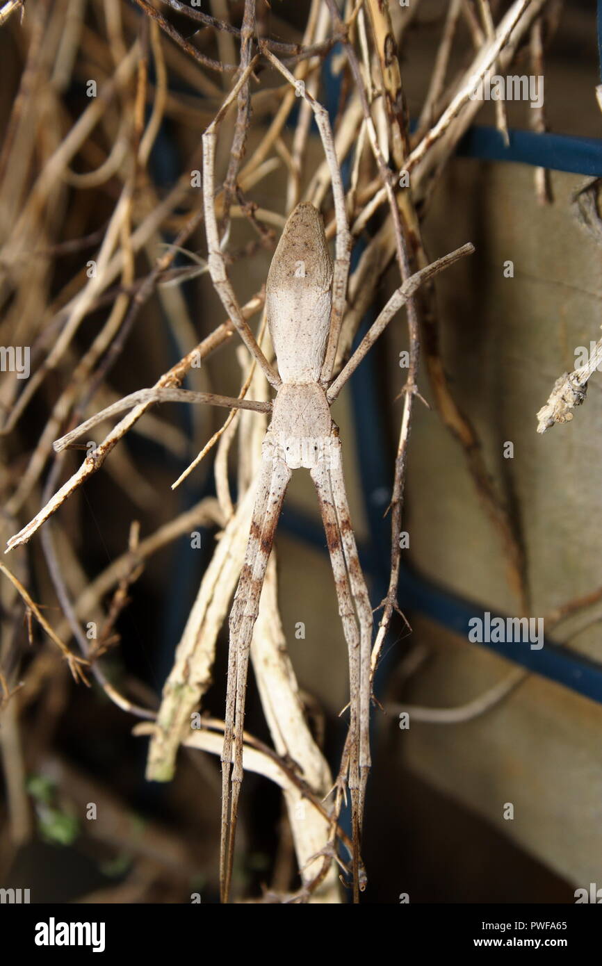 Rufus Net-Casting Spider 'Deinopis subrufa' well camouflaged among some ...