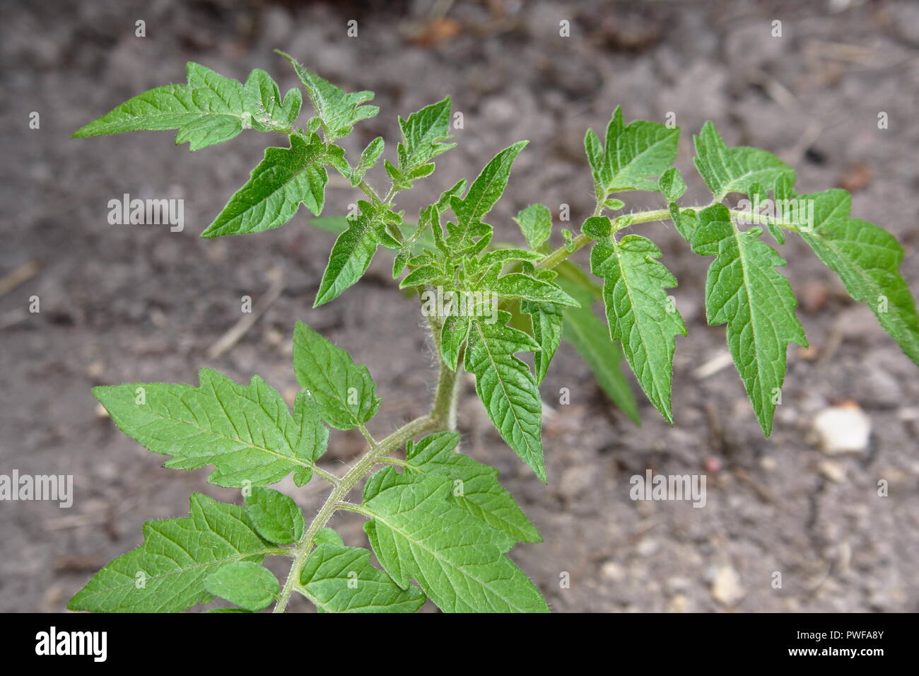 Tomato Plant Seedling Stock Photo - Alamy