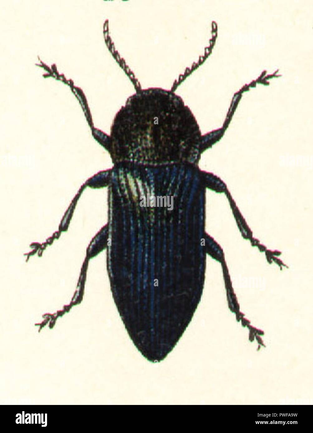 Buprestis hi-res stock photography and images - Alamy