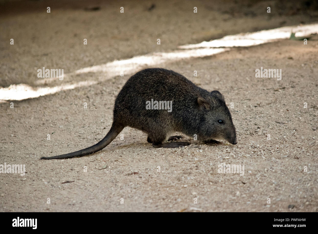 this is a side view of a long nosed potoroo Stock Photo - Alamy