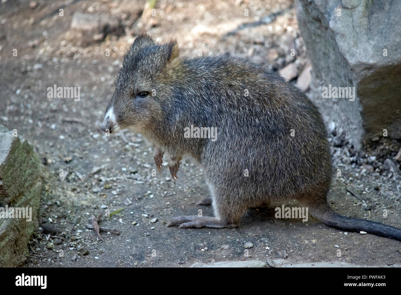 this is a side view of a long nosed potoroo Stock Photo - Alamy