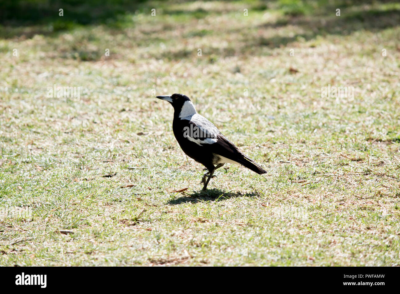 this is a side view of a magpie Stock Photo - Alamy