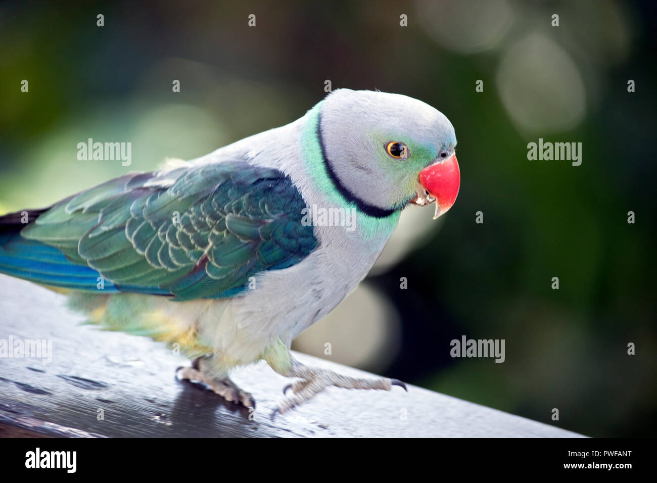 Malabar parakeet hi-res stock photography and images - Alamy