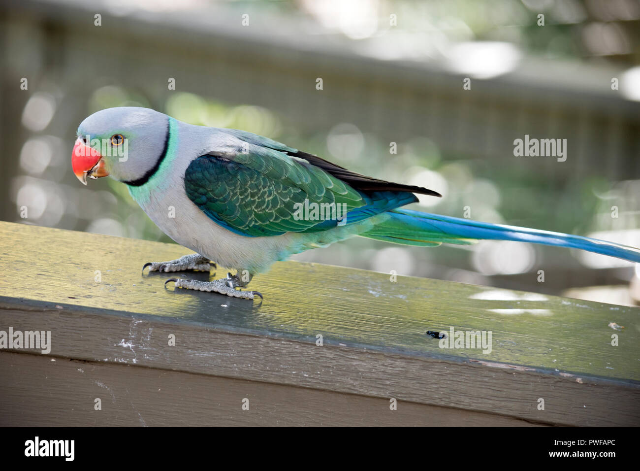 this is a side view of a malabar parakeet Stock Photo - Alamy