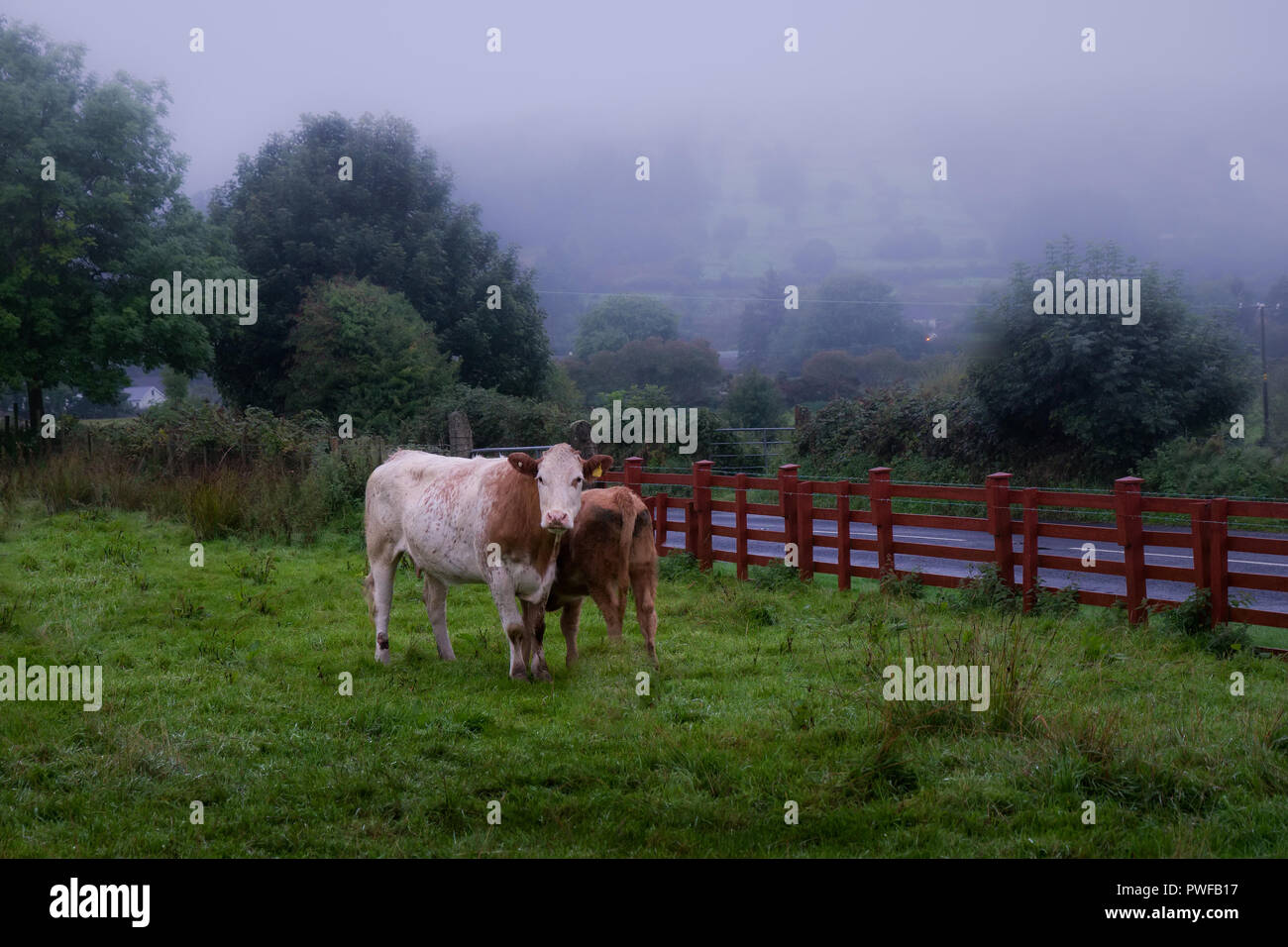 Dairy farming northern ireland hi-res stock photography and images - Alamy