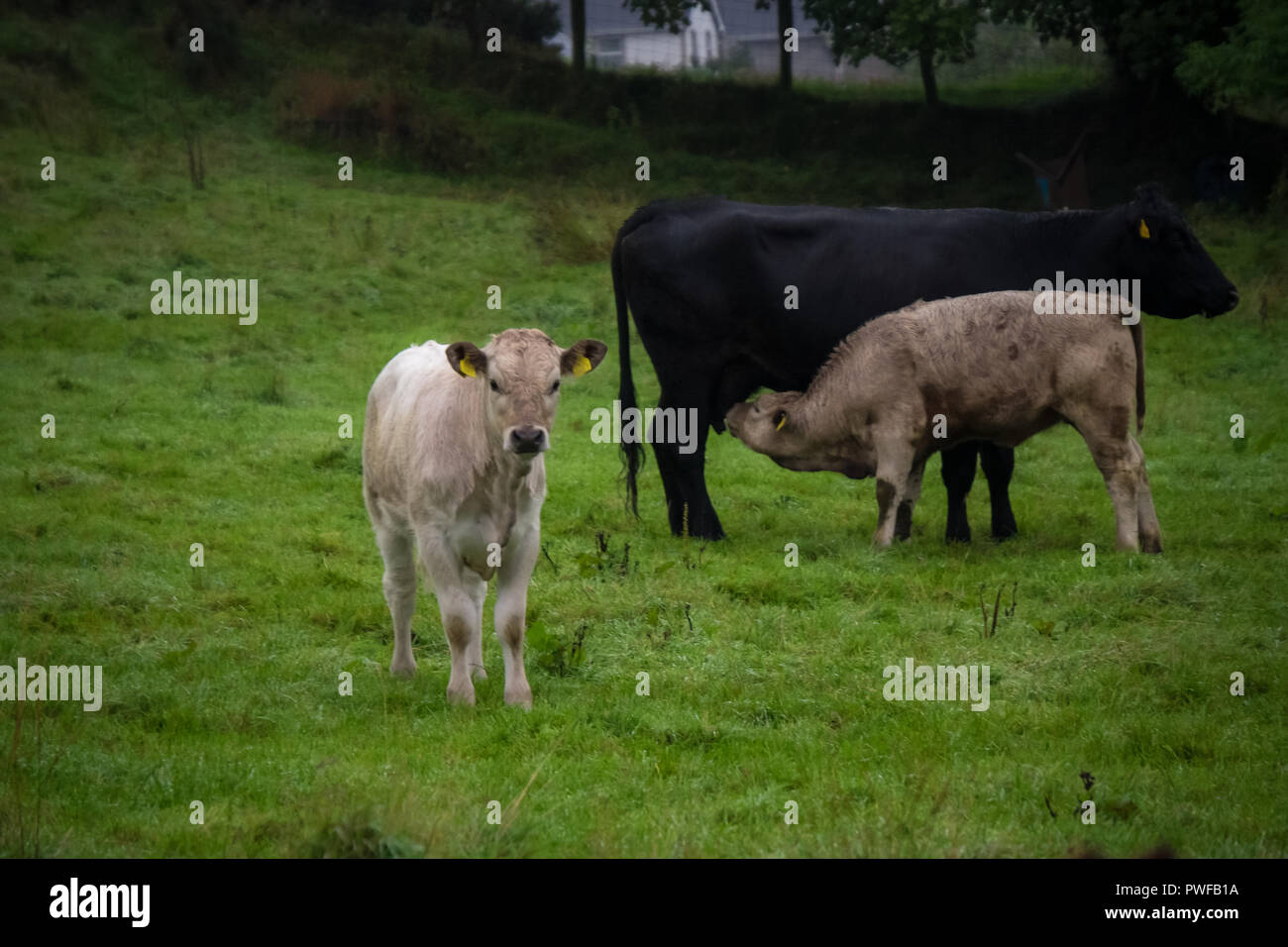 Dairy industry northern ireland hi-res stock photography and images - Alamy