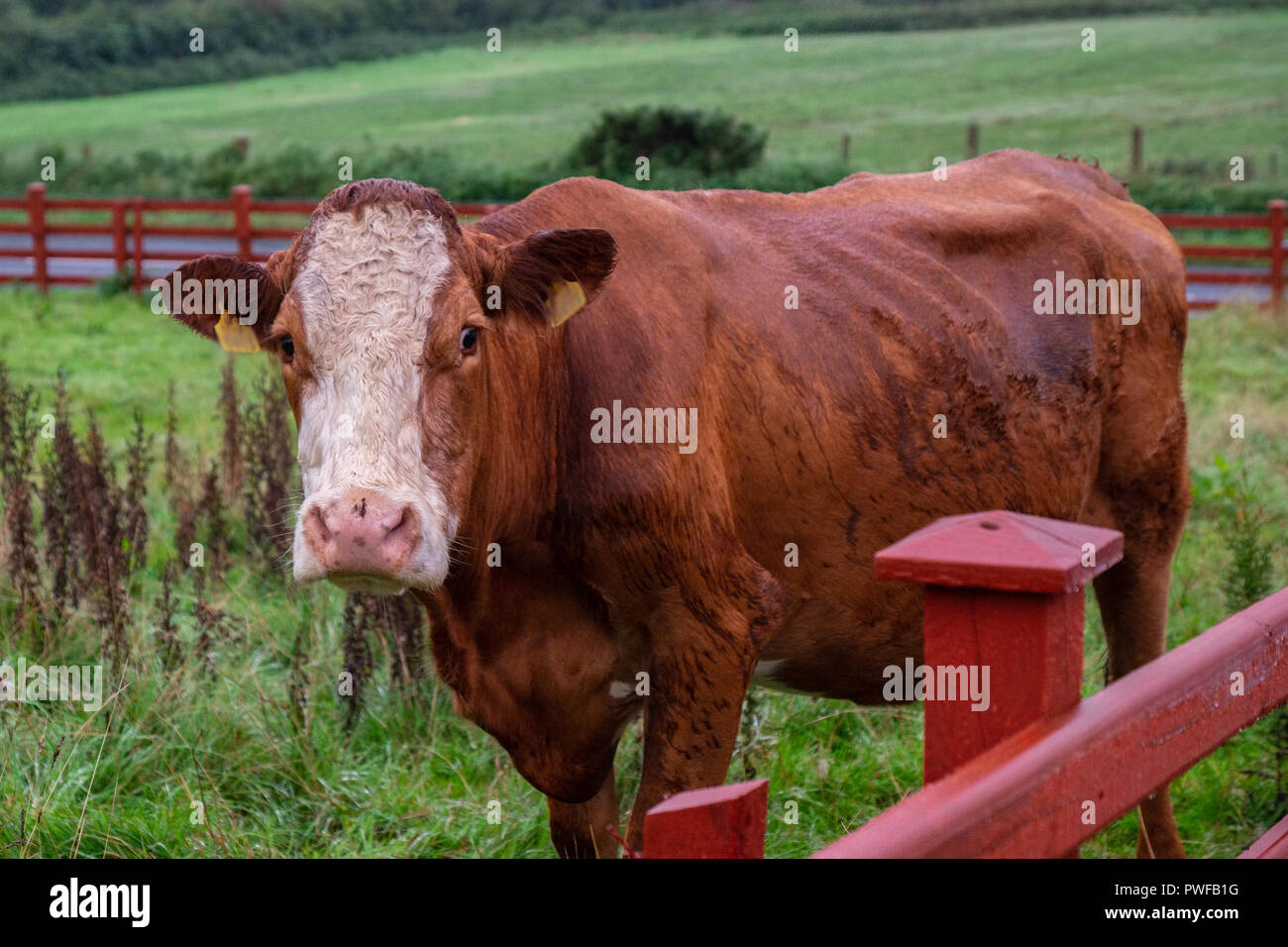 Dairy industry northern ireland hi-res stock photography and images - Alamy
