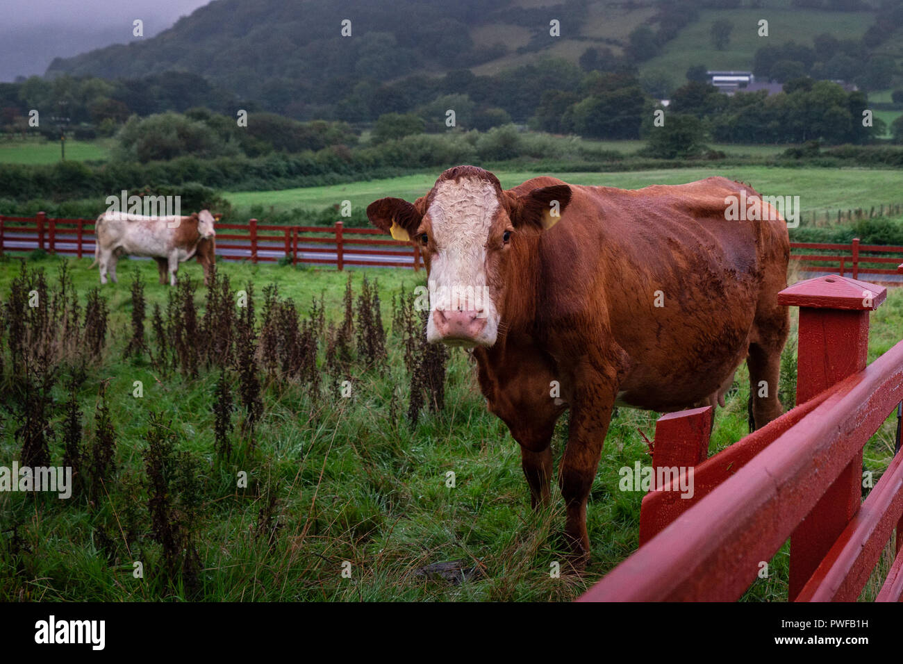 Cows glazing in meadow in Cushendun, Northern Ireland Stock Photo - Alamy