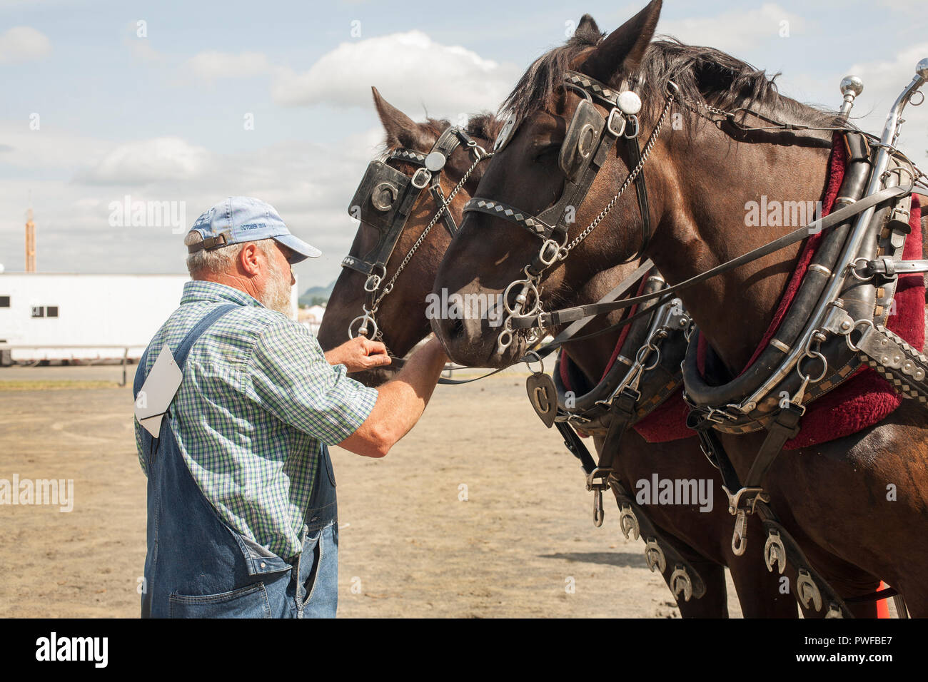 Rural fair draft horses hi-res stock photography and images - Alamy