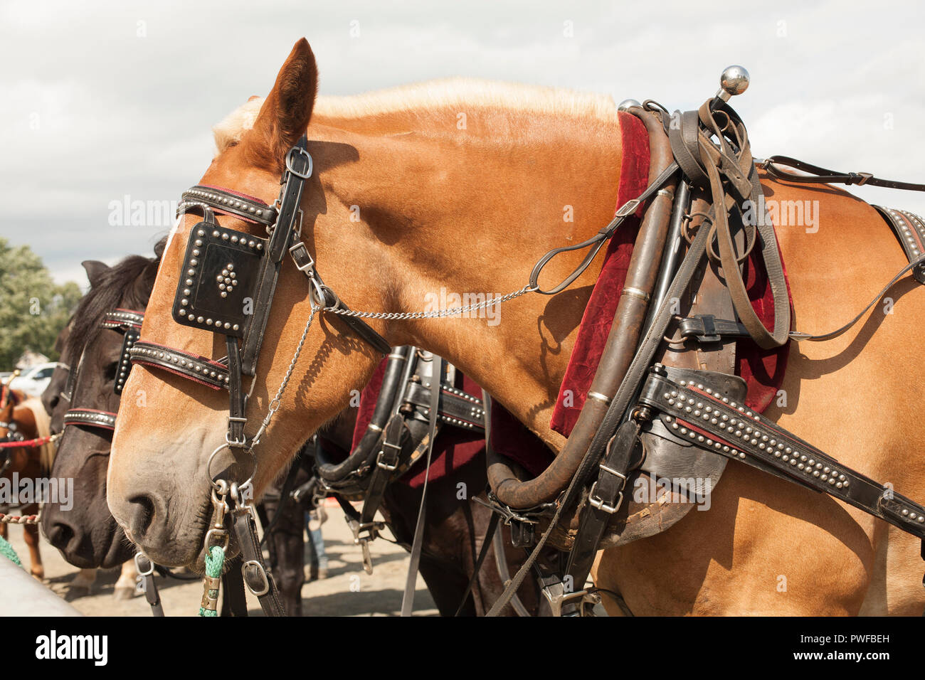 Horses at the county fair Stock Photo - Alamy