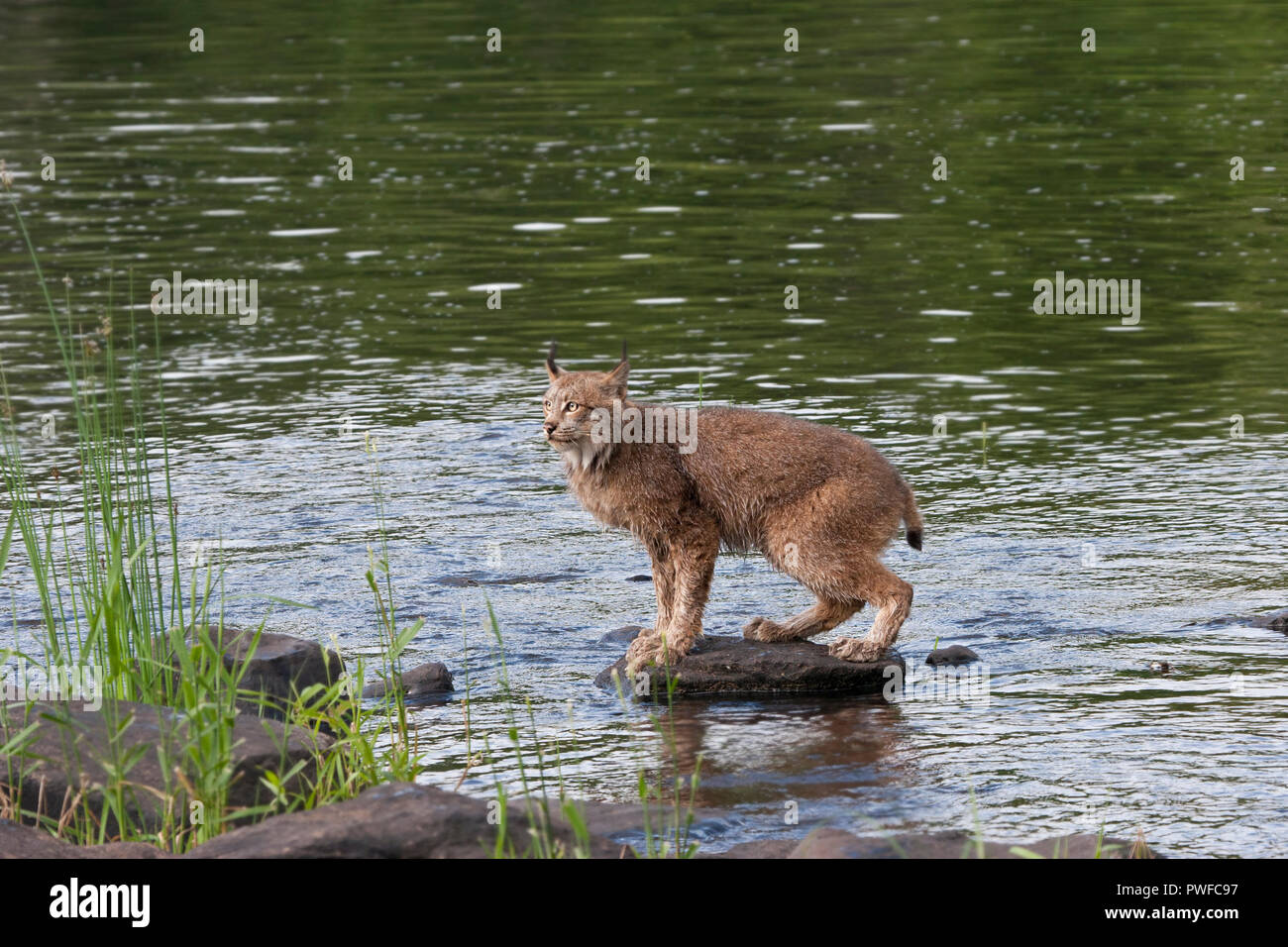 Canada lynx lynx canadensis in hi-res stock photography and images - Alamy