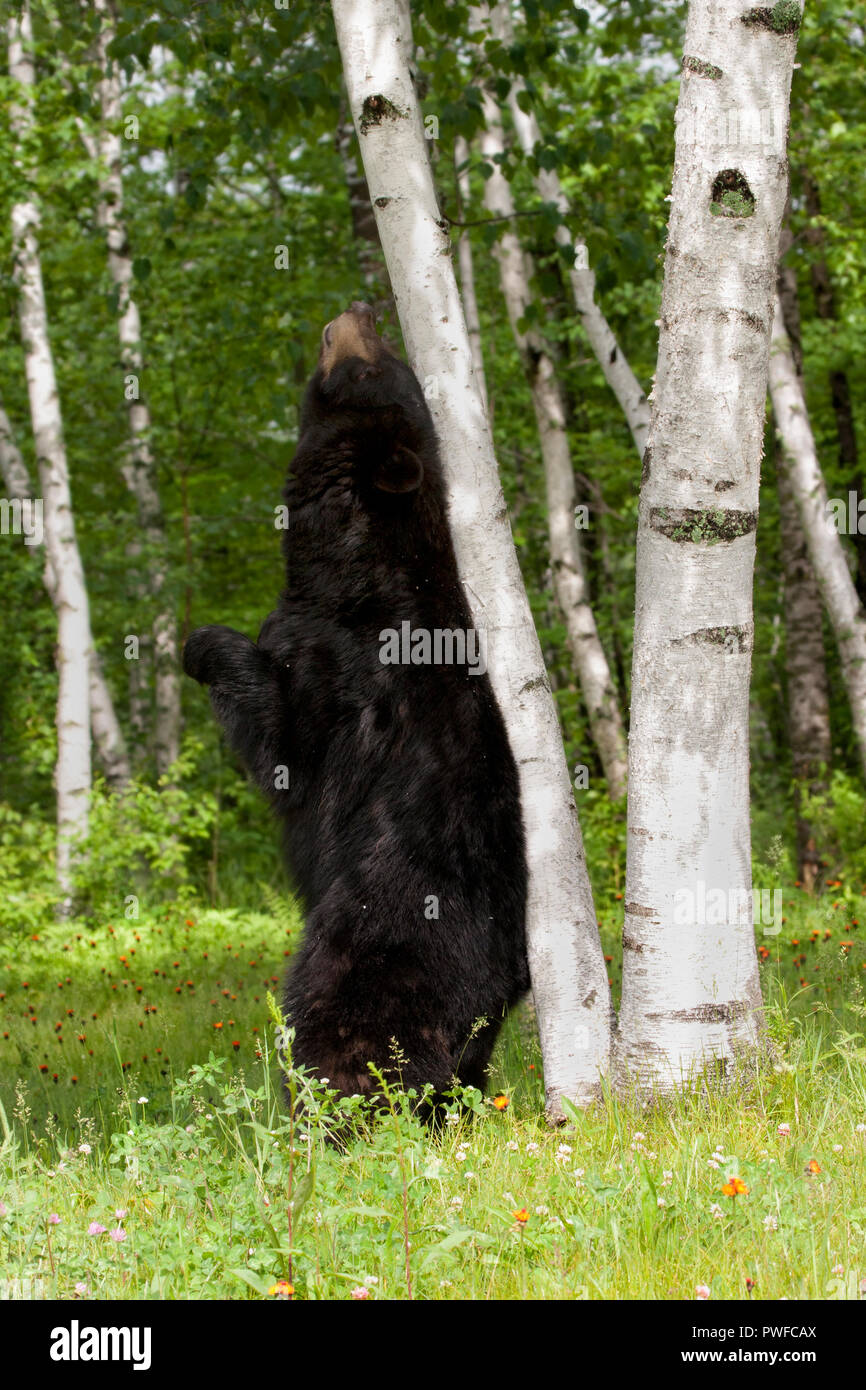 Bear marking tree hi-res stock photography and images - Alamy