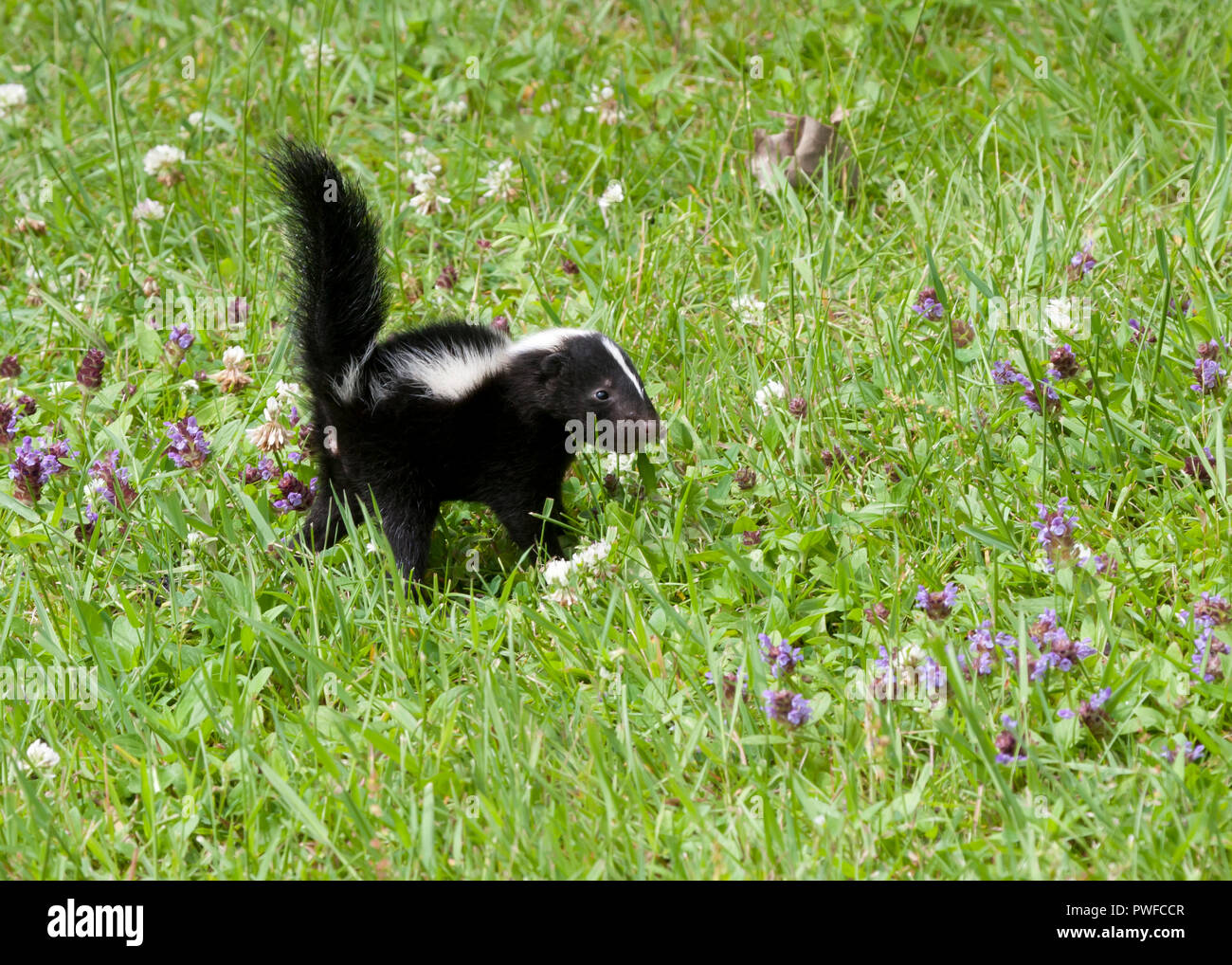 Striped polecat hi-res stock photography and images - Alamy