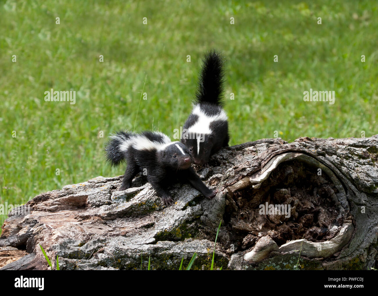 Skunks Spraying
