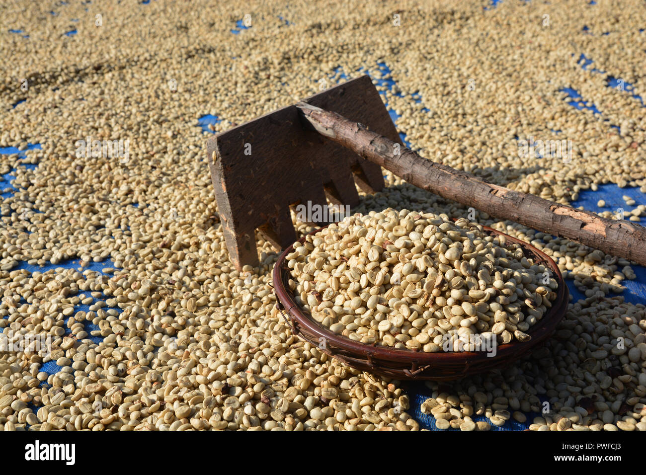 The process of making coffee beans dry by using sunlight Stock Photo ...