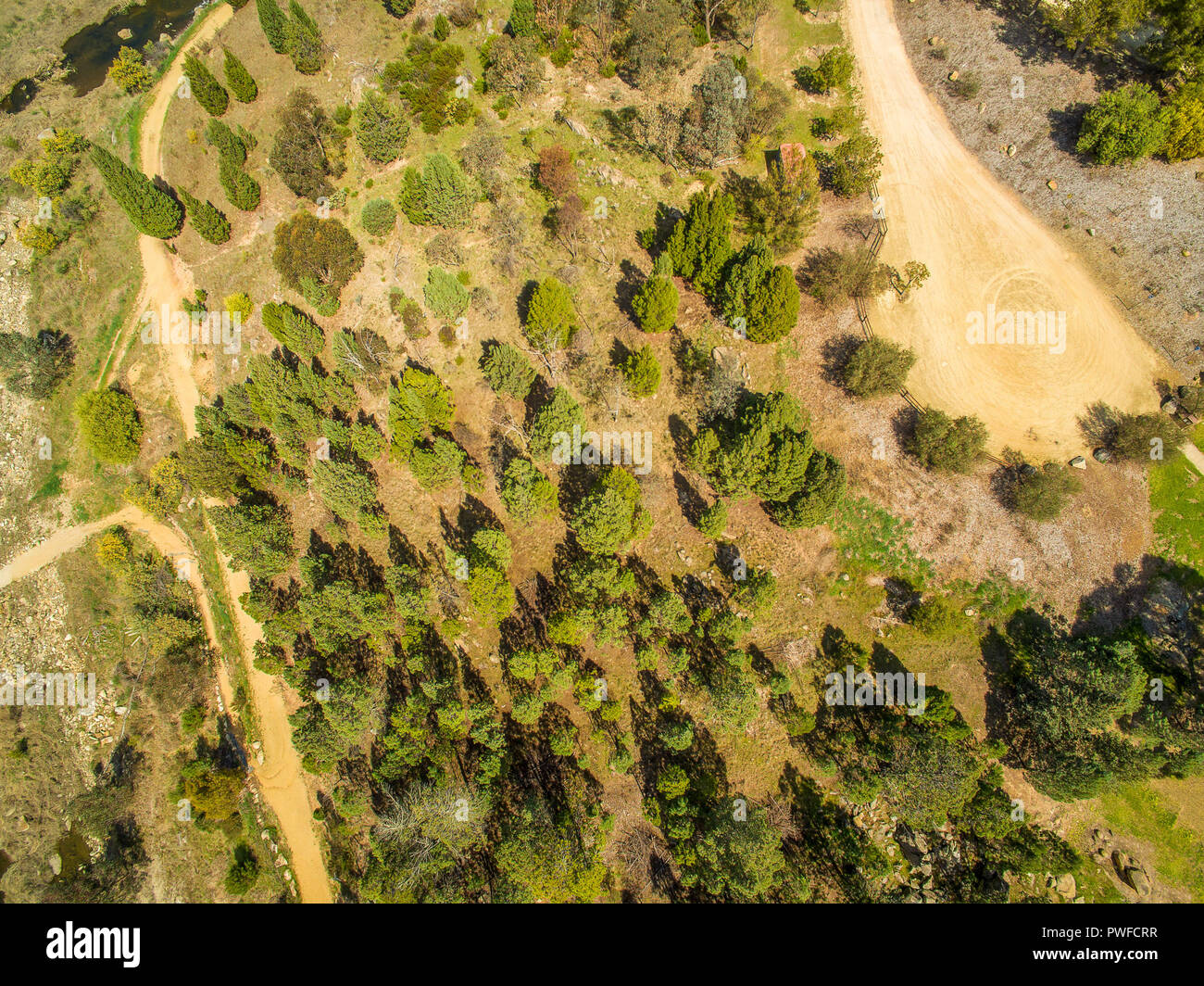 Looking dow at conifer trees with shadows - aerial view Stock Photo - Alamy