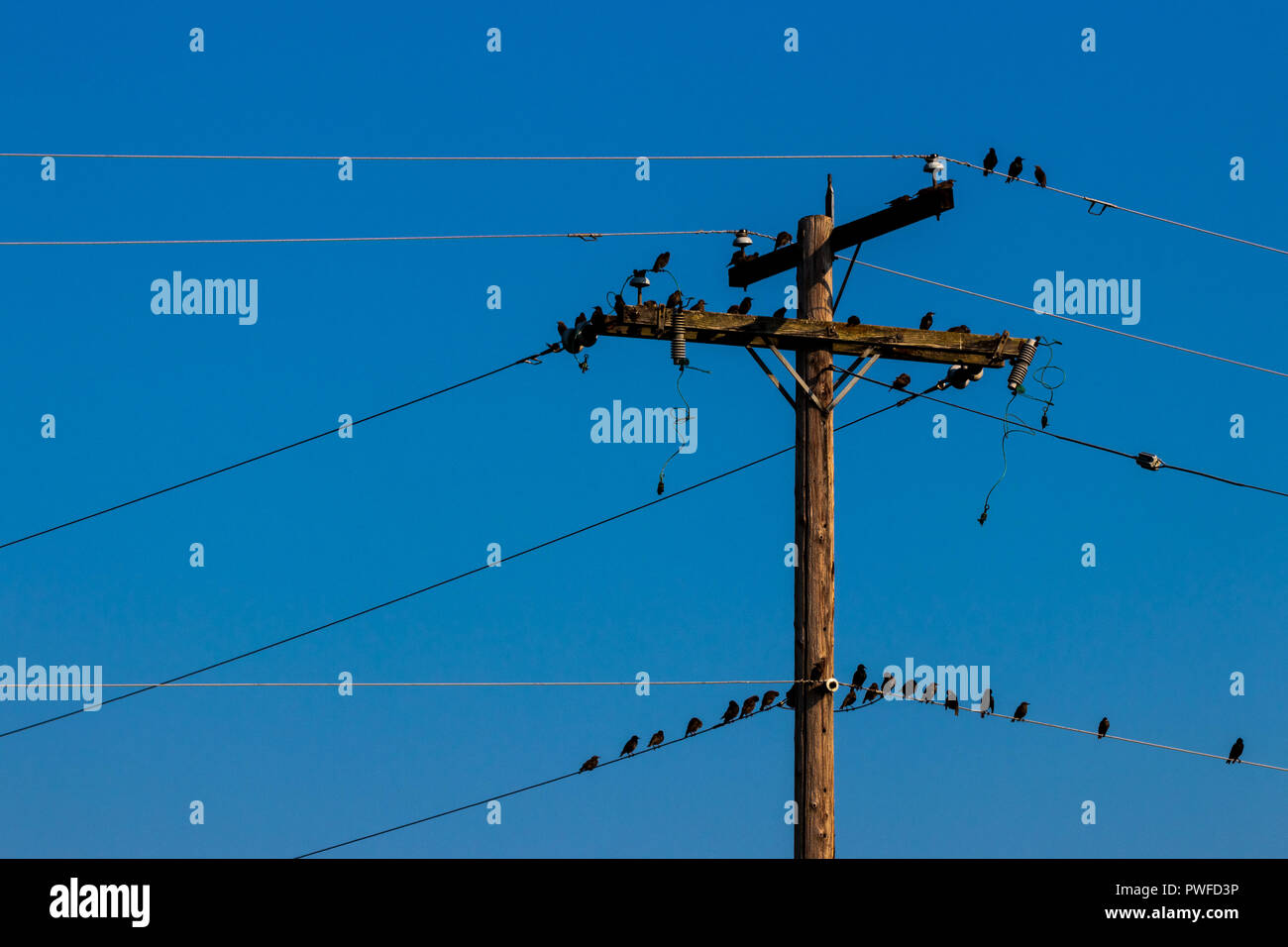 Crows on a power line pole with a blue sky Stock Photo - Alamy