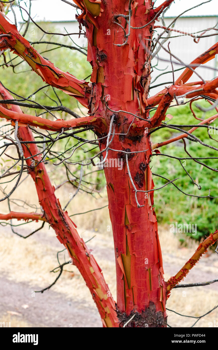 Madrona tree hi-res stock photography and images - Alamy