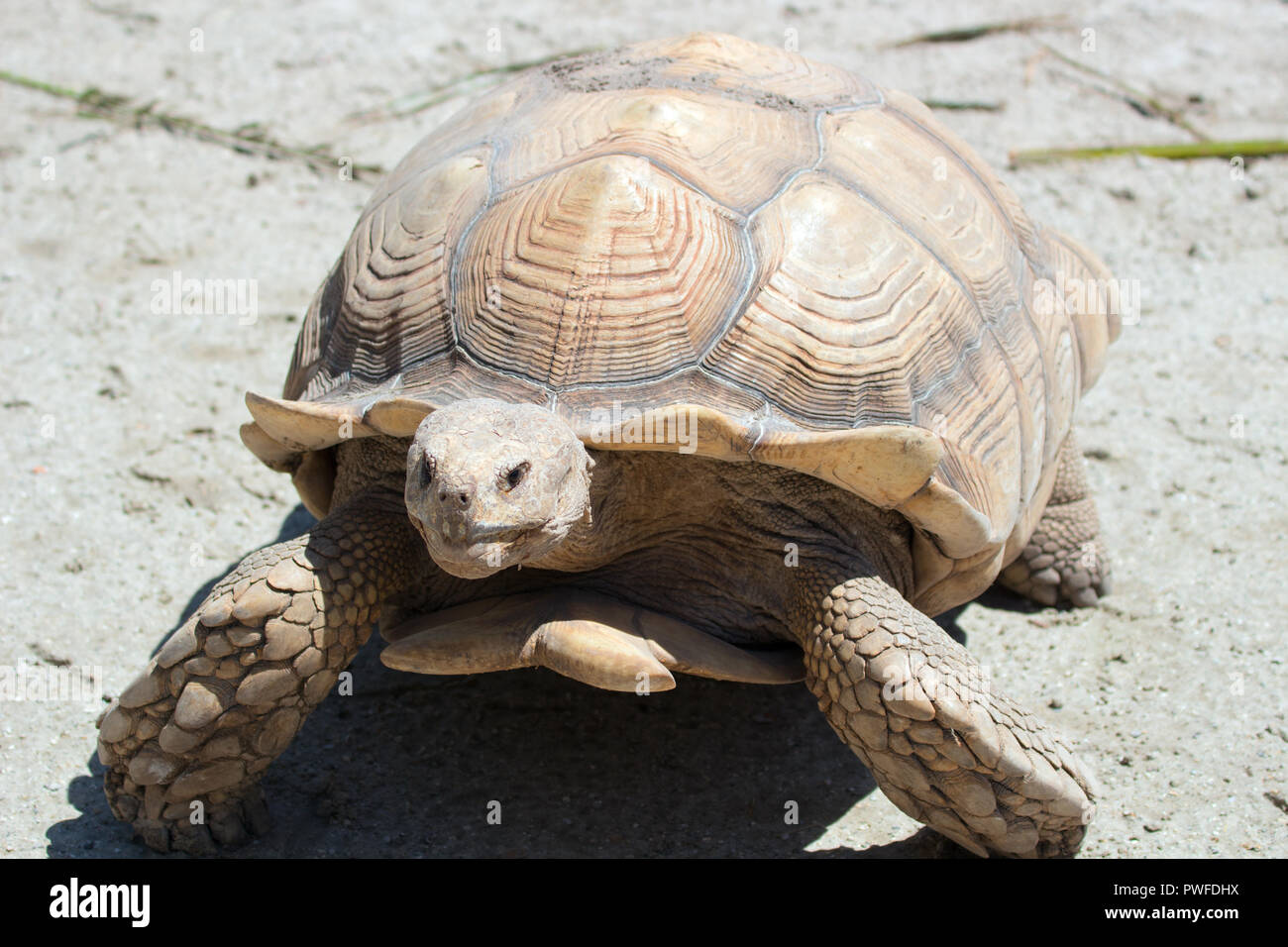 Tortuga High Resolution Stock Photography and Images - Alamy