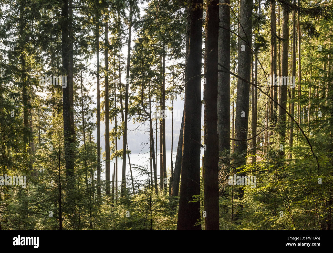 Boreal forest canada hi-res stock photography and images - Alamy