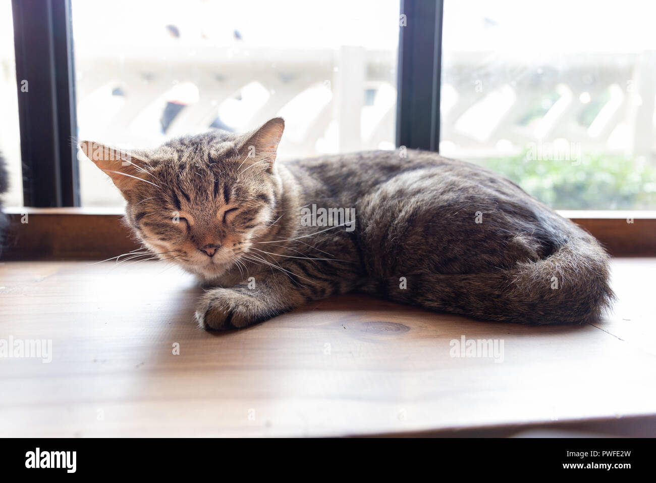 A Sleeping cat on the desk with face closeup Stock Photo - Alamy