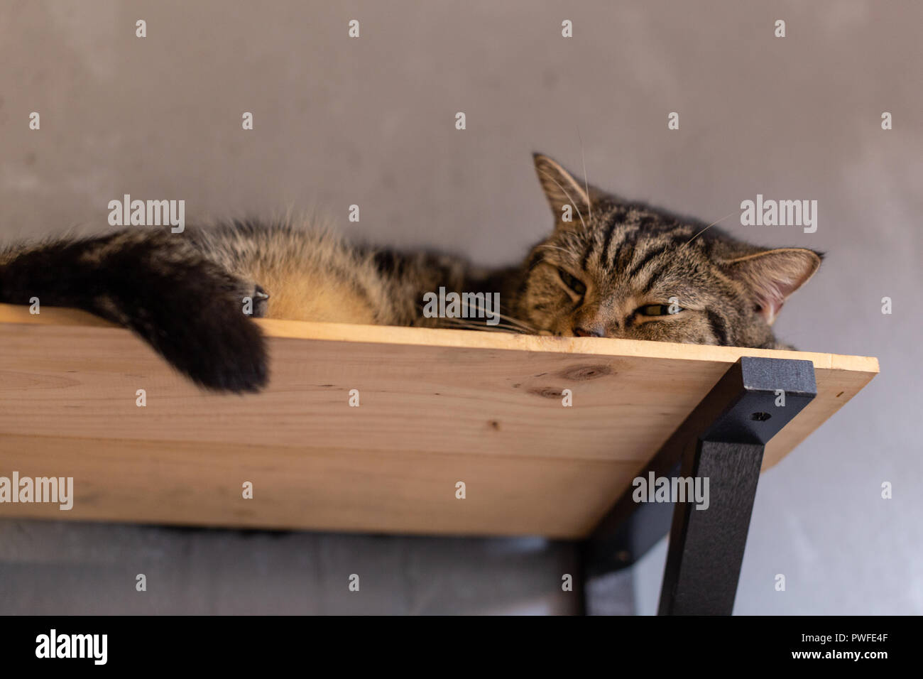 A Sleeping cat on the desk with face closeup Stock Photo - Alamy